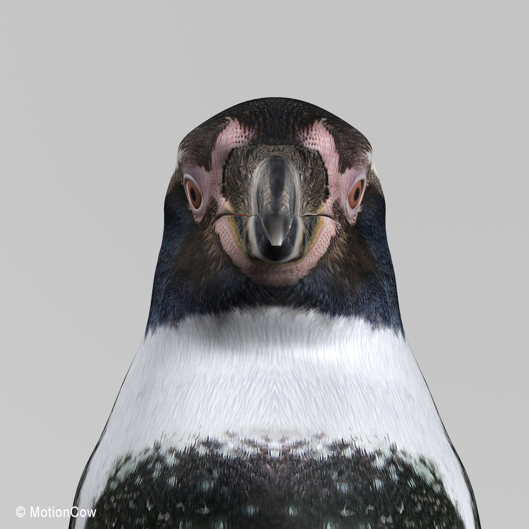 penguin humboldt max