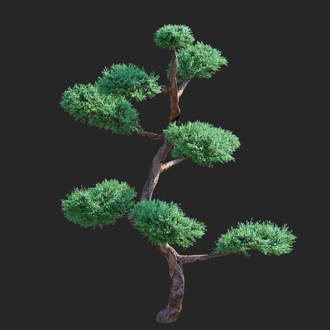 Juniperus Niwaki Model - TurboSquid 2269955