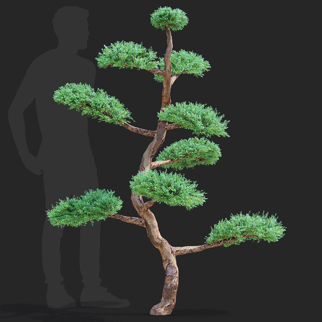 Juniperus Niwaki Model - TurboSquid 2269955