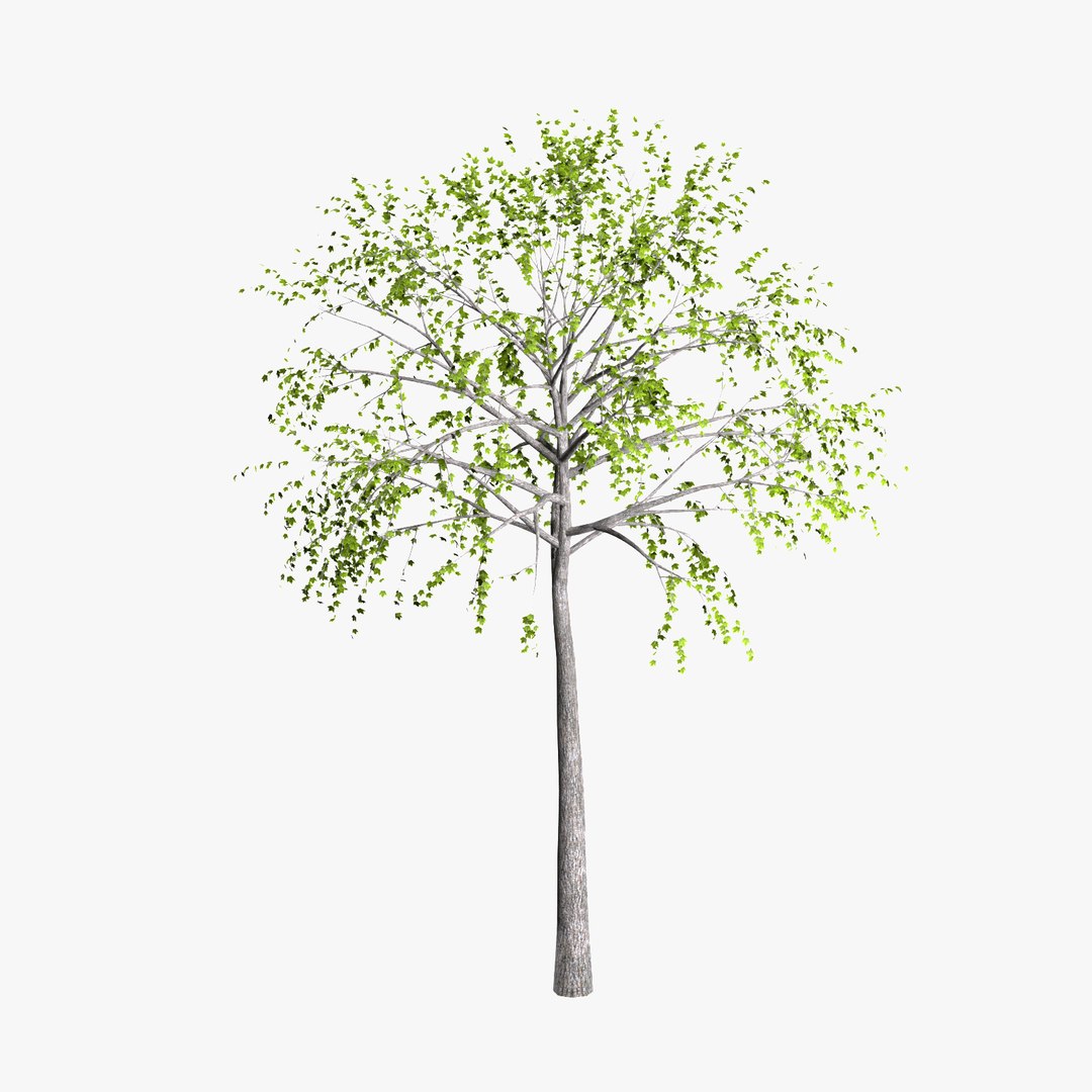 Free GenTree 105 Generic Tree 105 3D model - TurboSquid 2062795