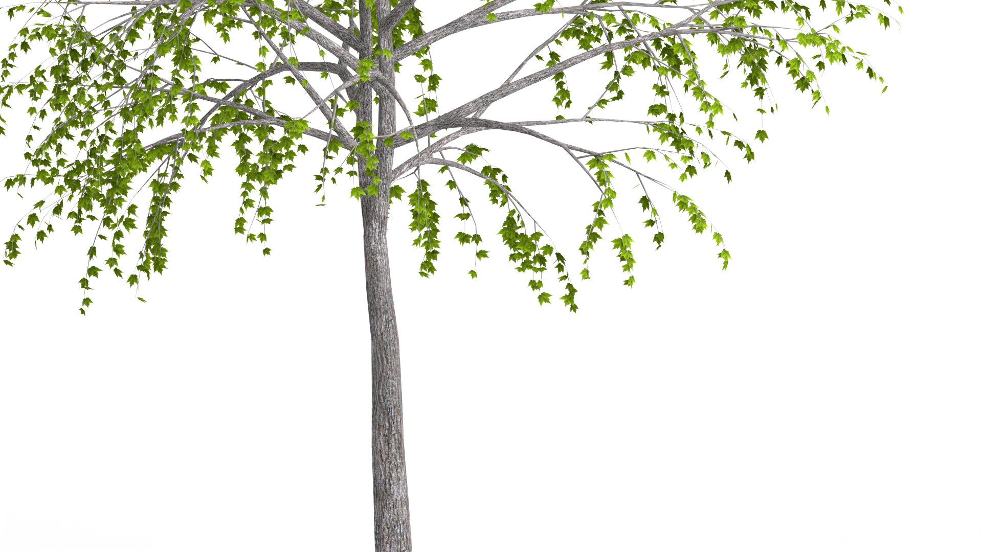 Free GenTree 105 Generic Tree 105 3D Model - TurboSquid 2062795