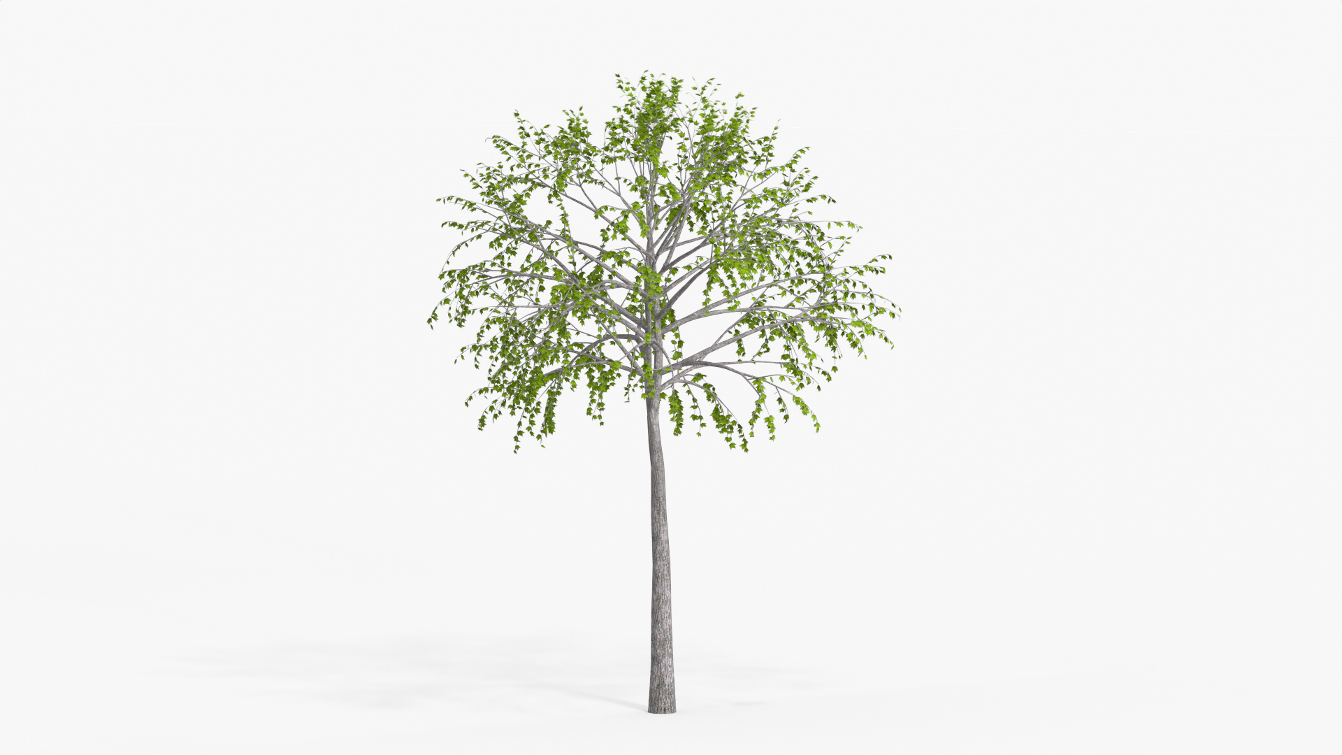 Free GenTree 105 Generic Tree 105 3D Model - TurboSquid 2062795