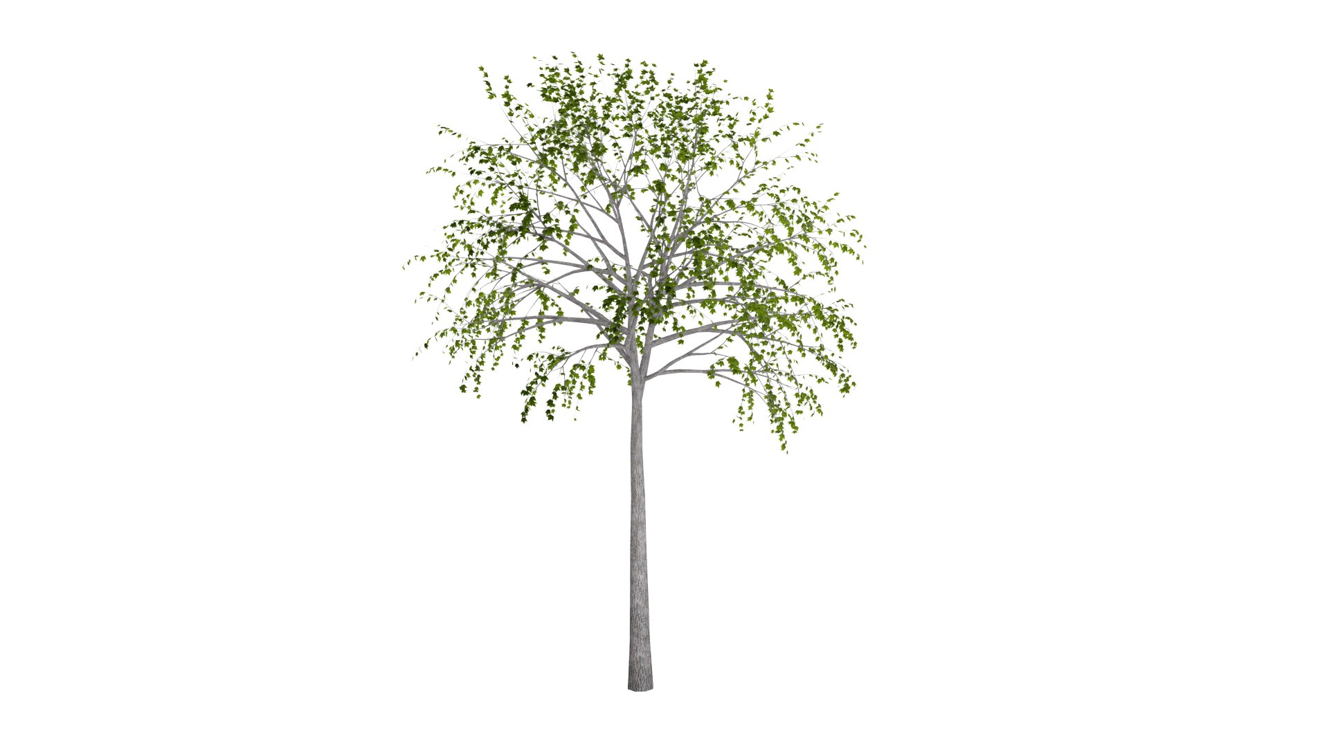 Free GenTree 105 Generic Tree 105 3D Model - TurboSquid 2062795