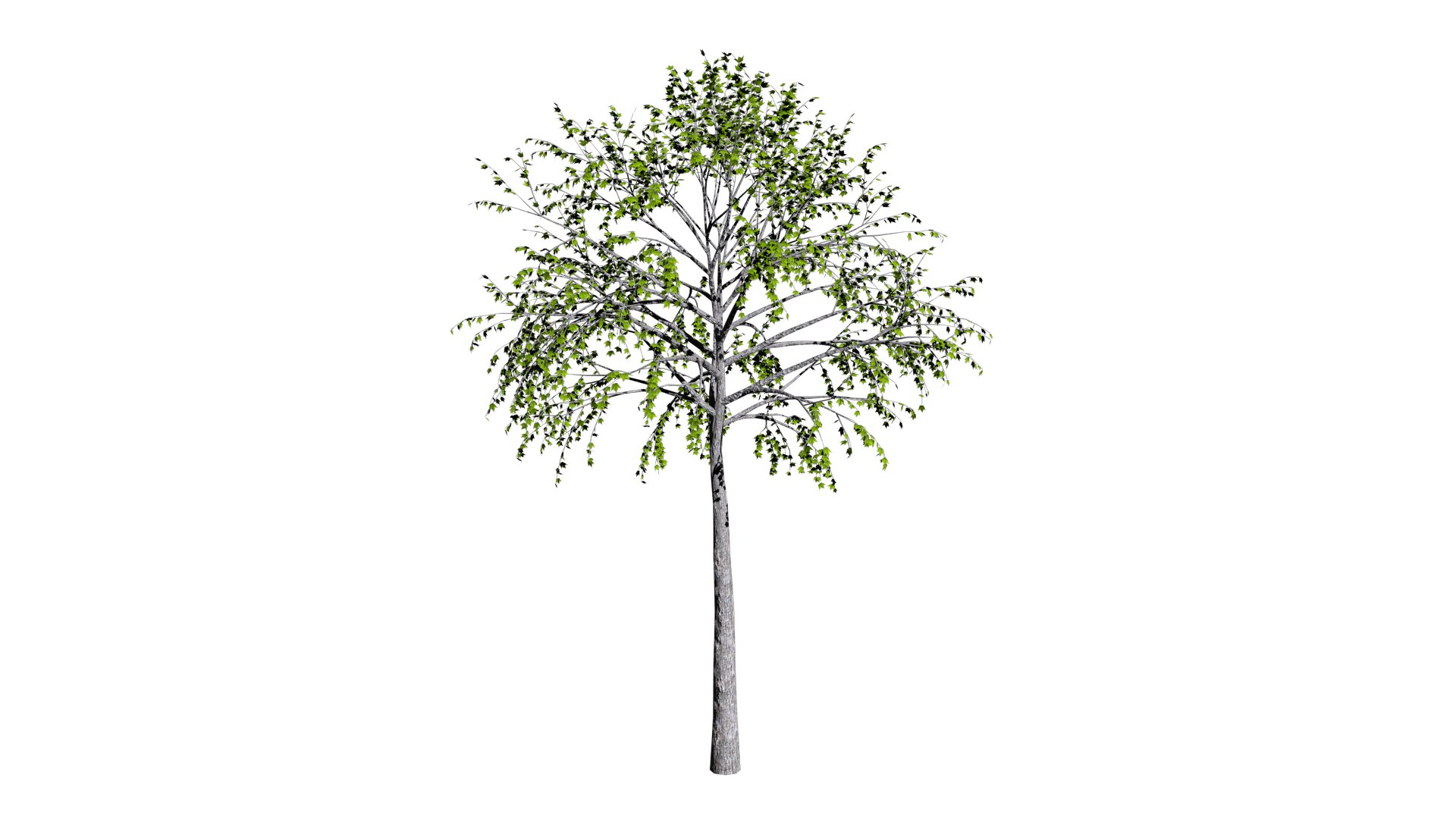 Free GenTree 105 Generic Tree 105 3D Model - TurboSquid 2062795