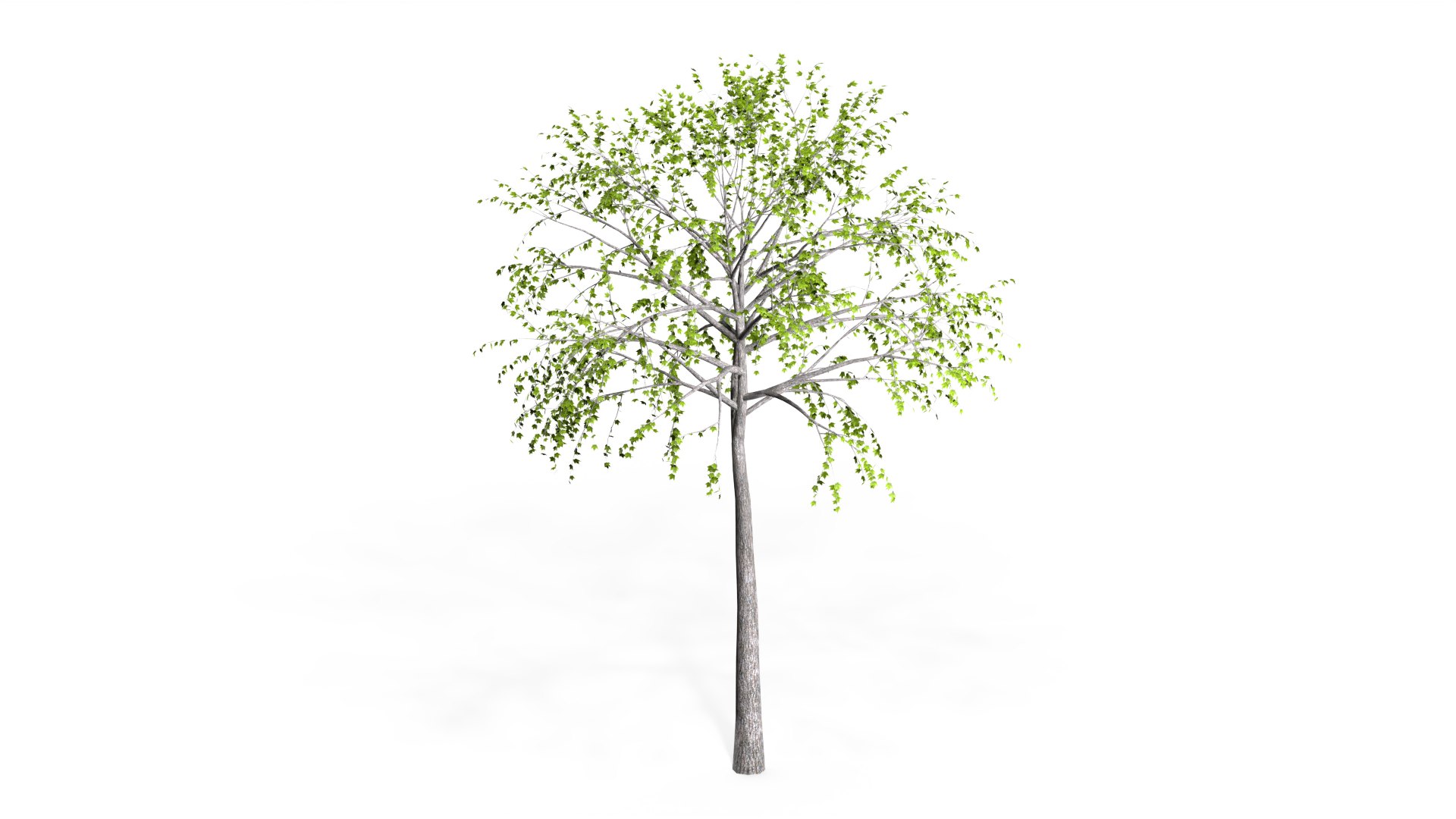 Free GenTree 105 Generic Tree 105 3D Model - TurboSquid 2062795