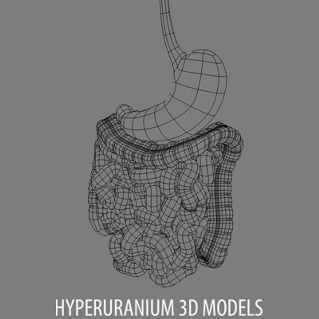 3d Digestive Intestine Duodenum Model