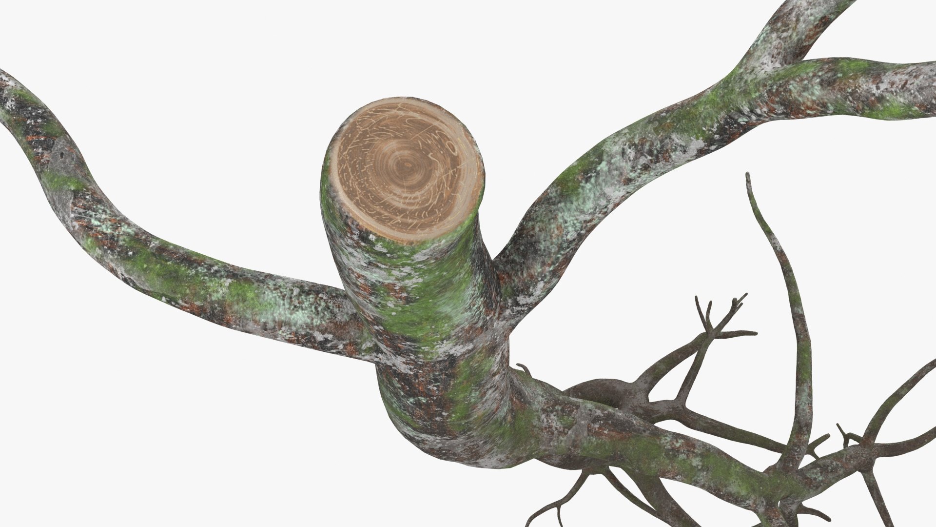 3D Model Tree Root 01 Color 2 - TurboSquid 2139565