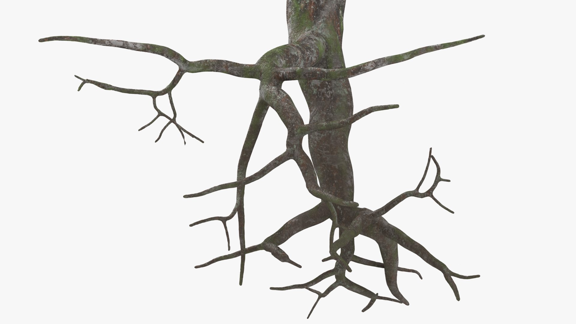 3D Model Tree Root 01 Color 2 - TurboSquid 2139565