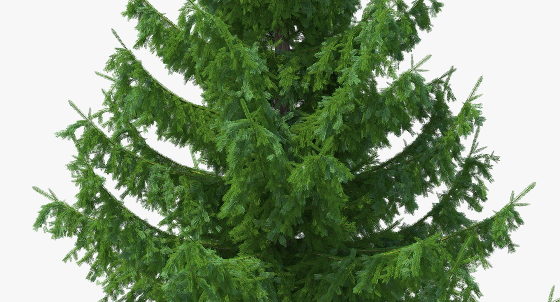 Norway Spruce 3D Model - TurboSquid 1434532