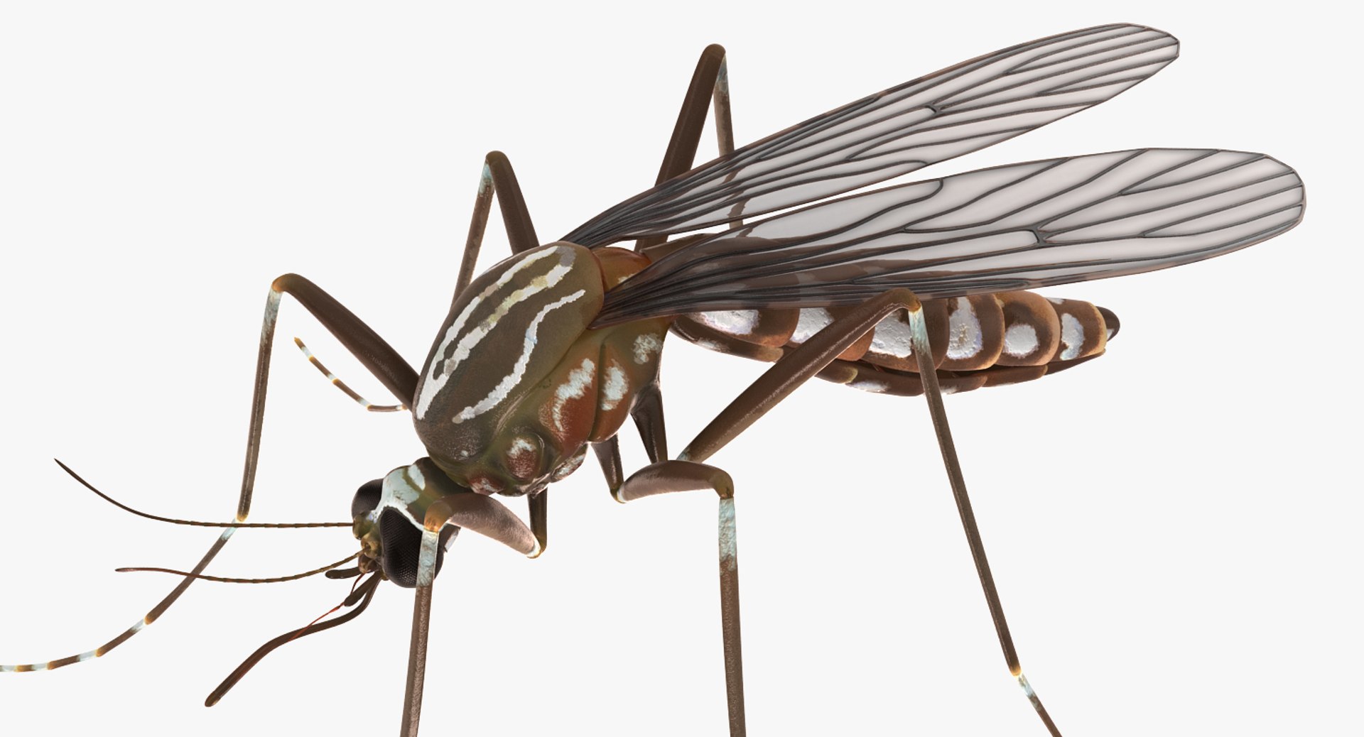mosquito rigged 3d model