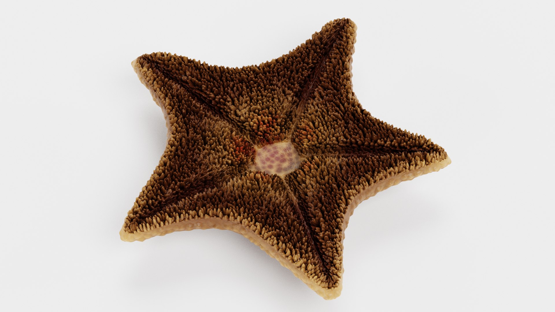 Bat Starfish 3D - TurboSquid 1703790