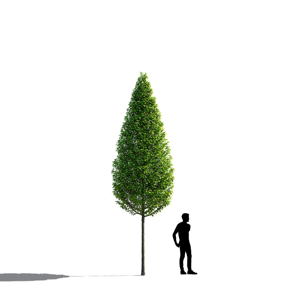 Carpinus betulus Fastigiata trees 3D - TurboSquid 2179751