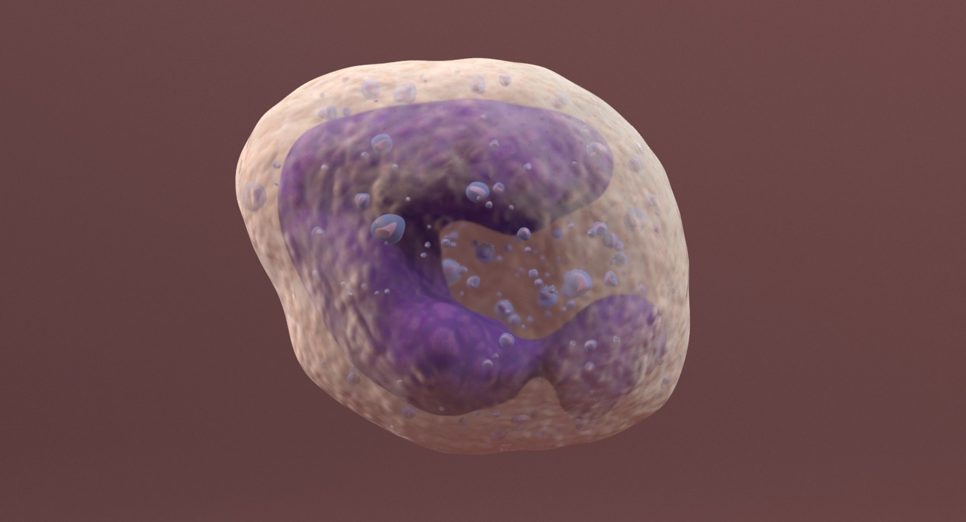 White blood cell basophil 3D model - TurboSquid 1326387