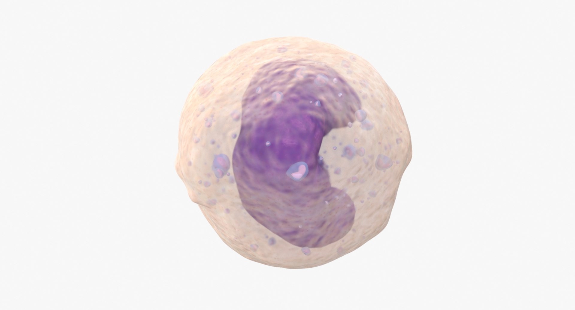 White blood cell basophil 3D model - TurboSquid 1326387