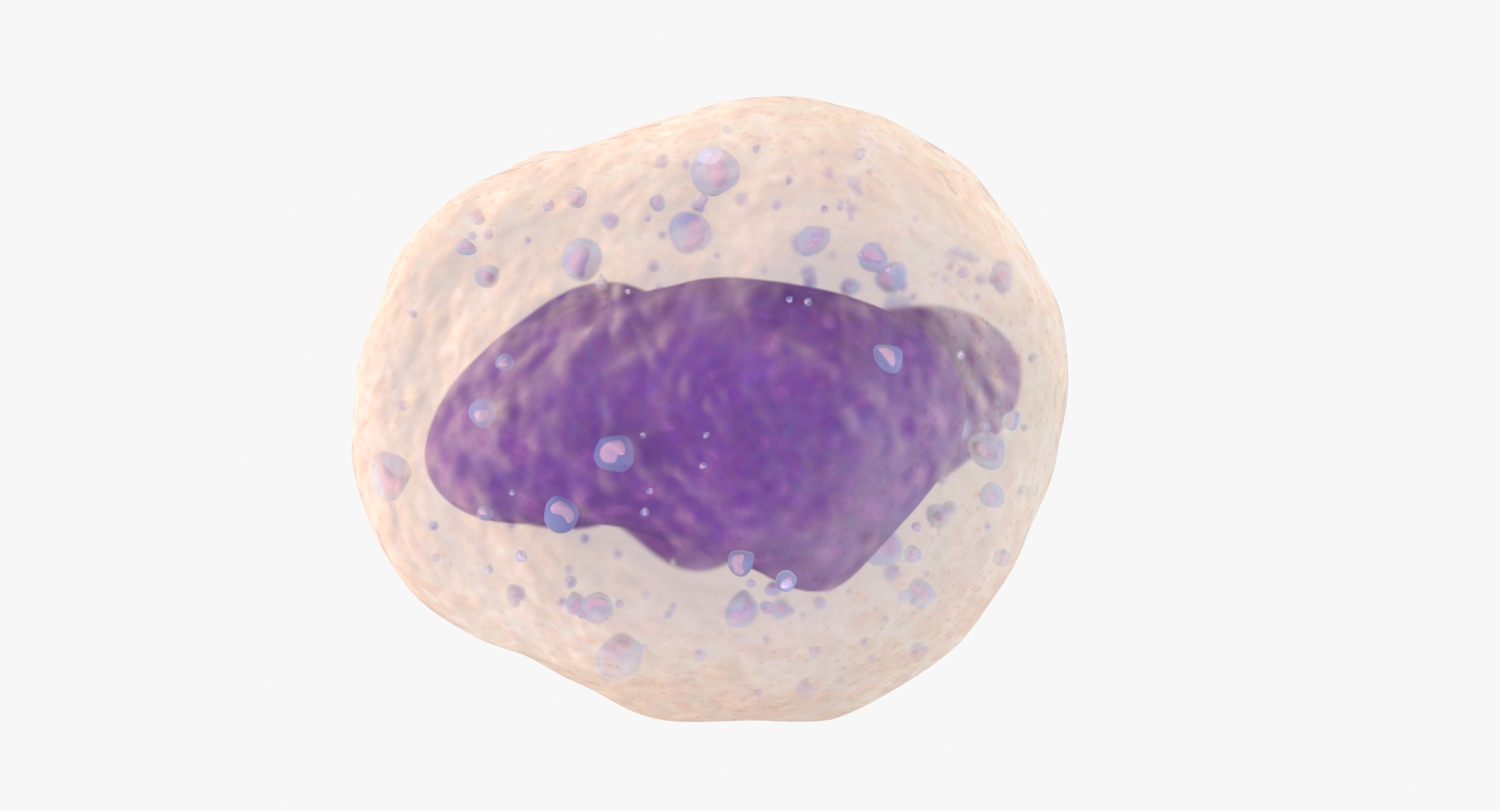 White blood cell basophil 3D model - TurboSquid 1326387