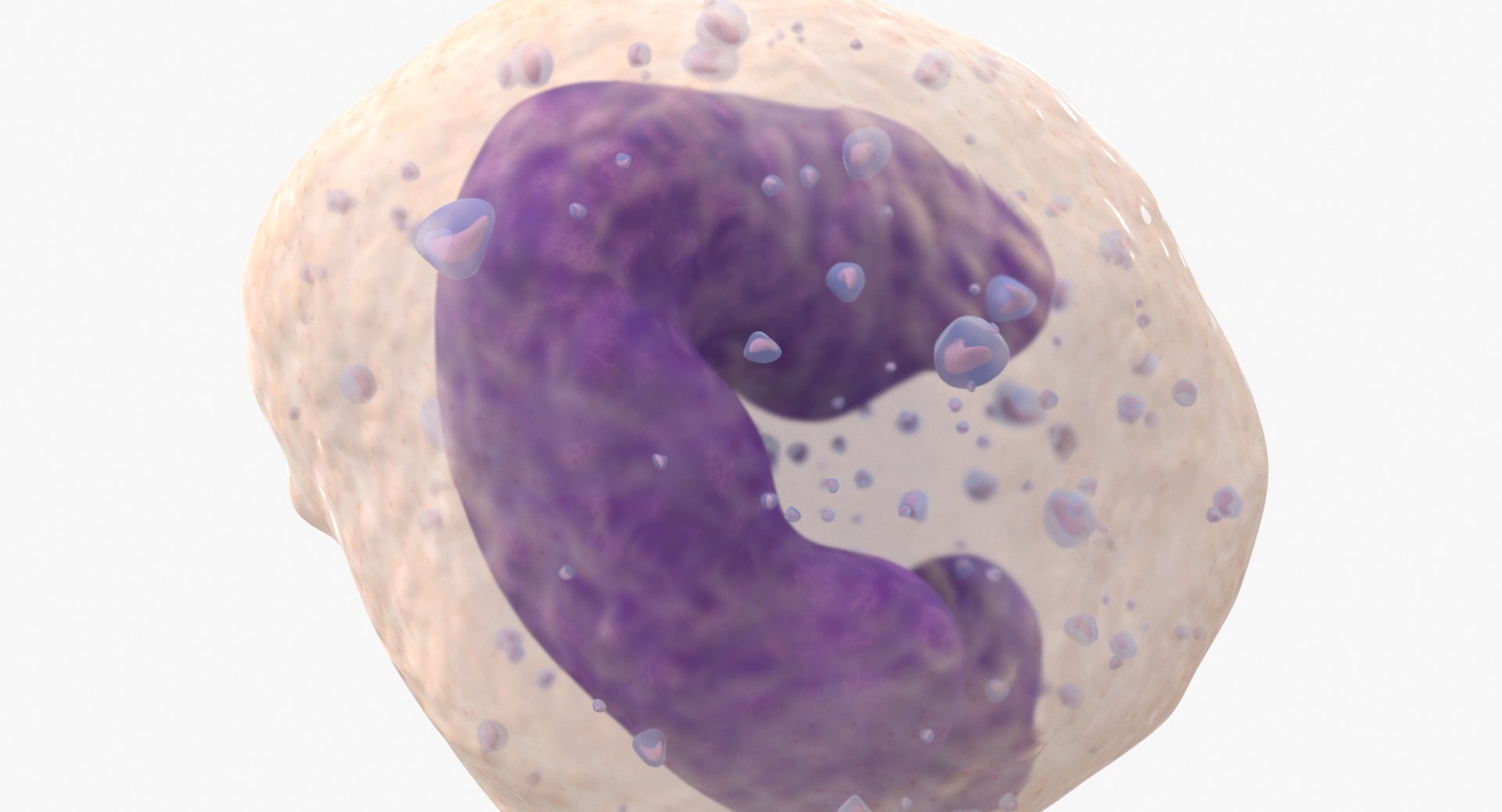 White blood cell basophil 3D model - TurboSquid 1326387