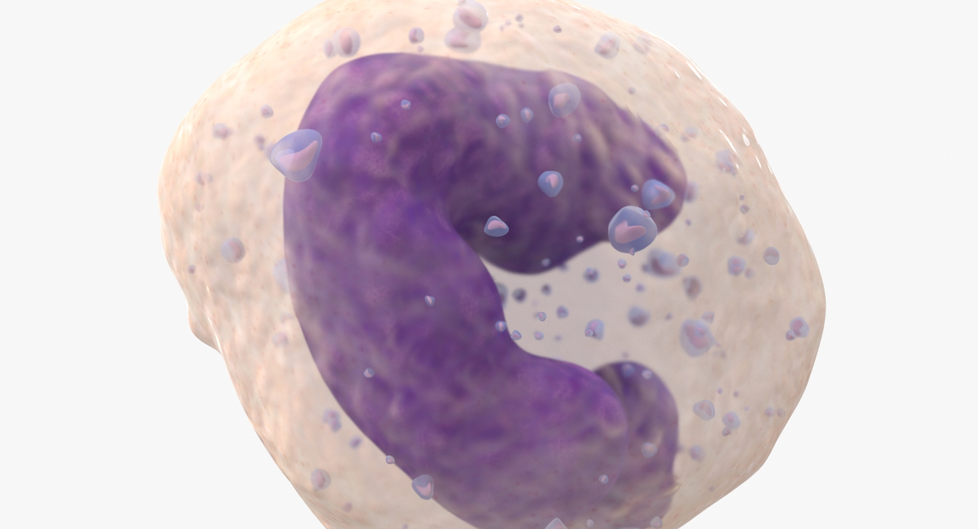 White blood cell basophil 3D model - TurboSquid 1326387
