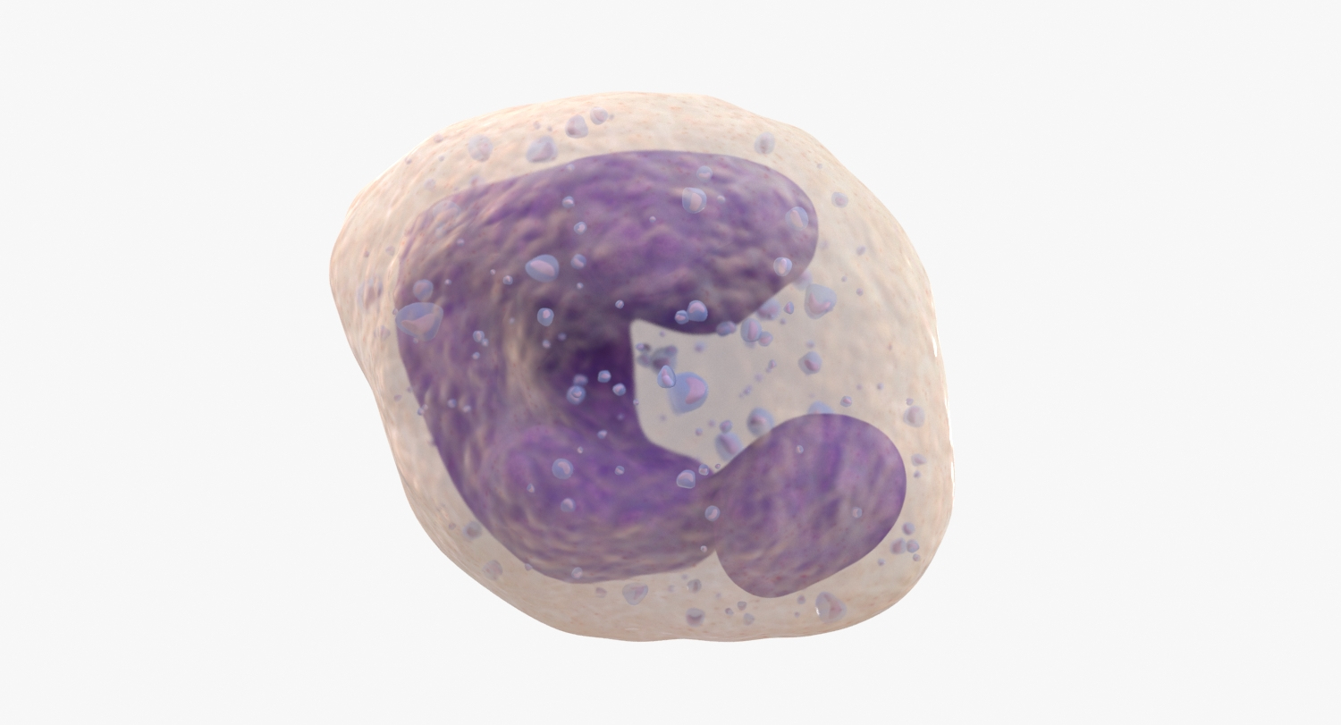 White blood cell basophil 3D model - TurboSquid 1326387