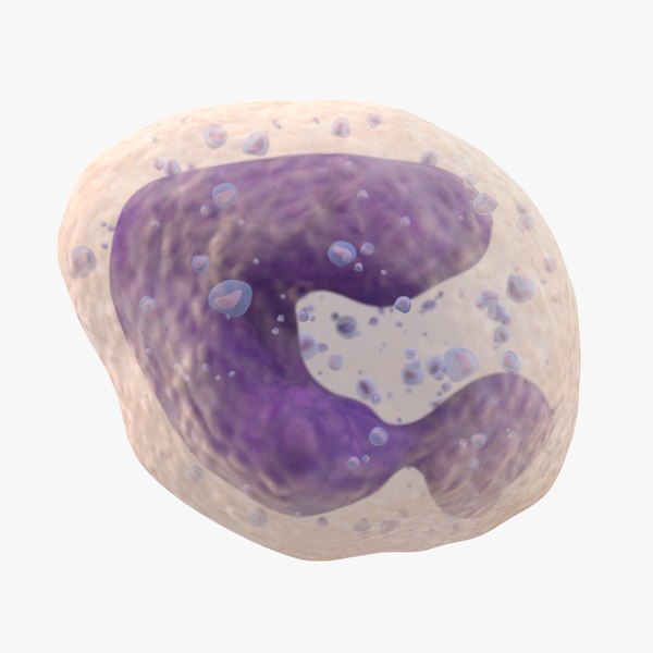 Basófilo de glóbulos brancos Modelo 3D - TurboSquid 1326387