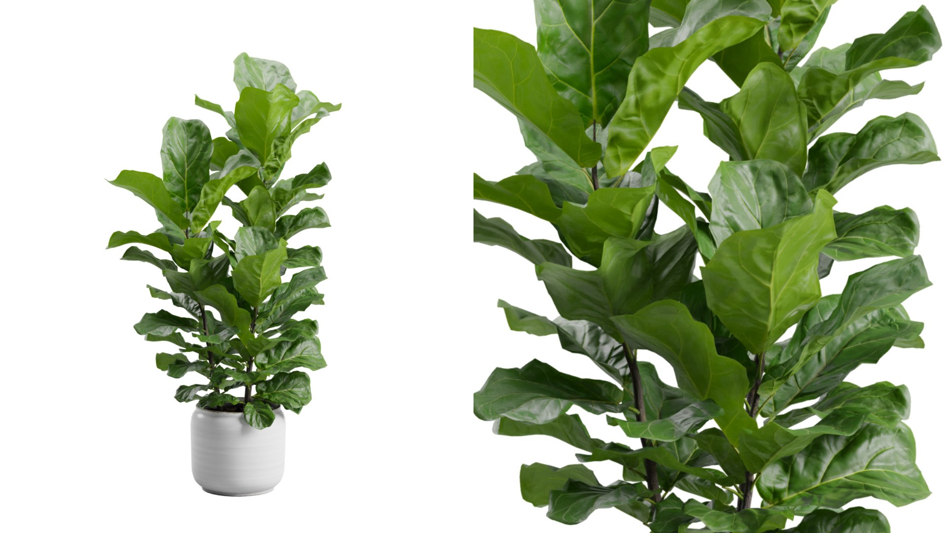 3D Potted Ficus Lyrata - TurboSquid 2112626