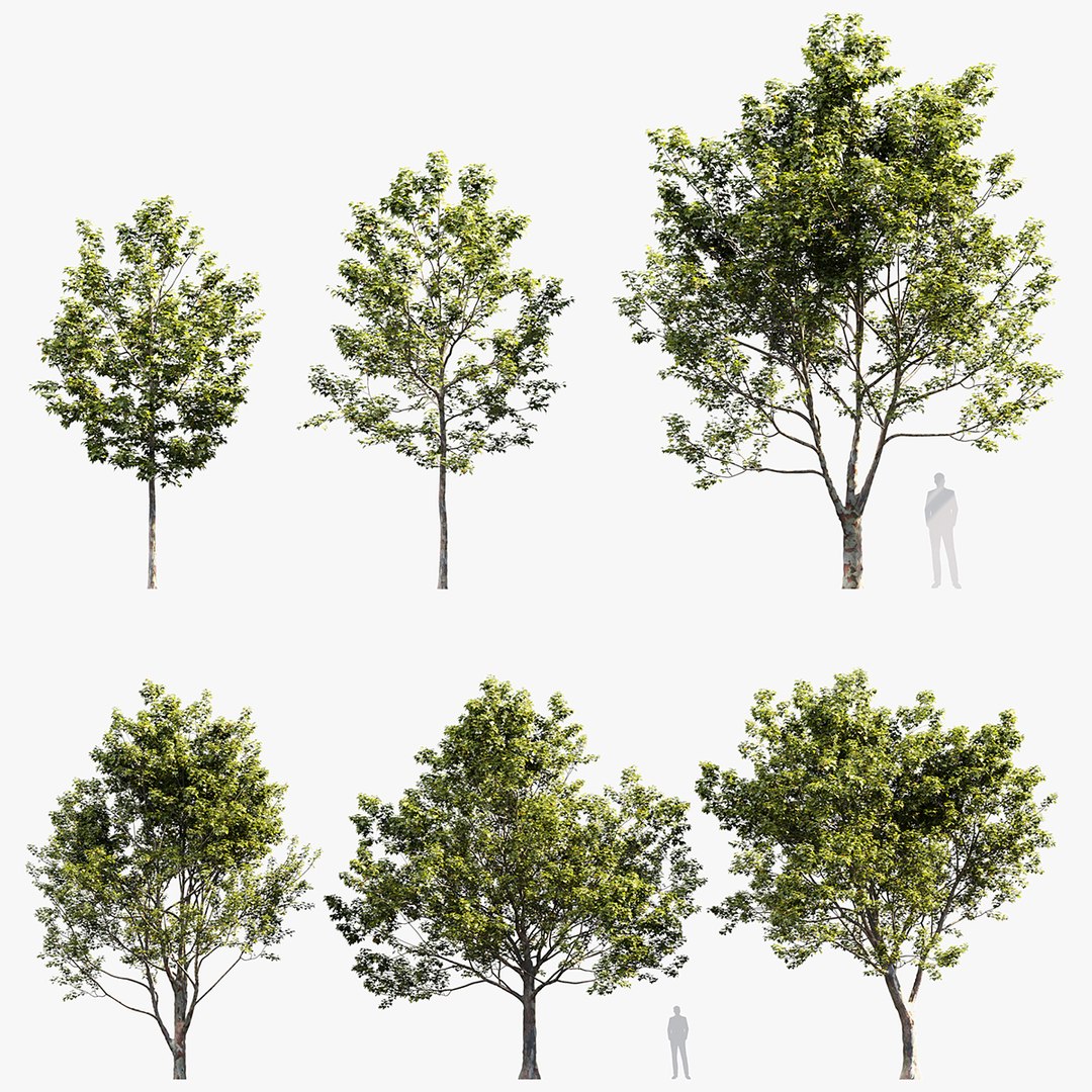 3D Model Platanus Occidentalis American Sycamore - TurboSquid 2050668