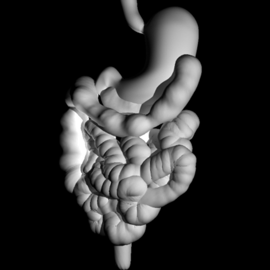 Max Digestive Intestine