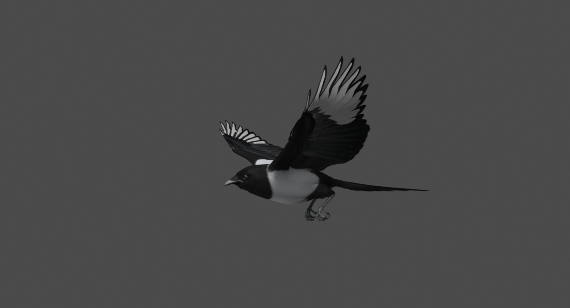 Obj Black-billed Magpie Animation