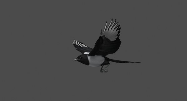 obj black-billed magpie animation