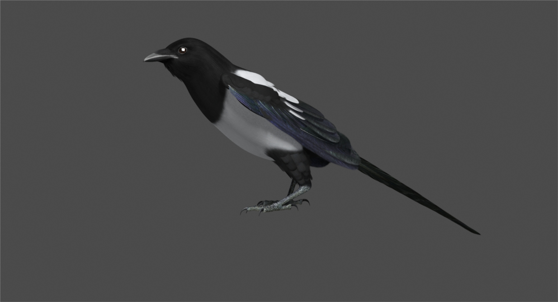 Obj Black-billed Magpie Animation
