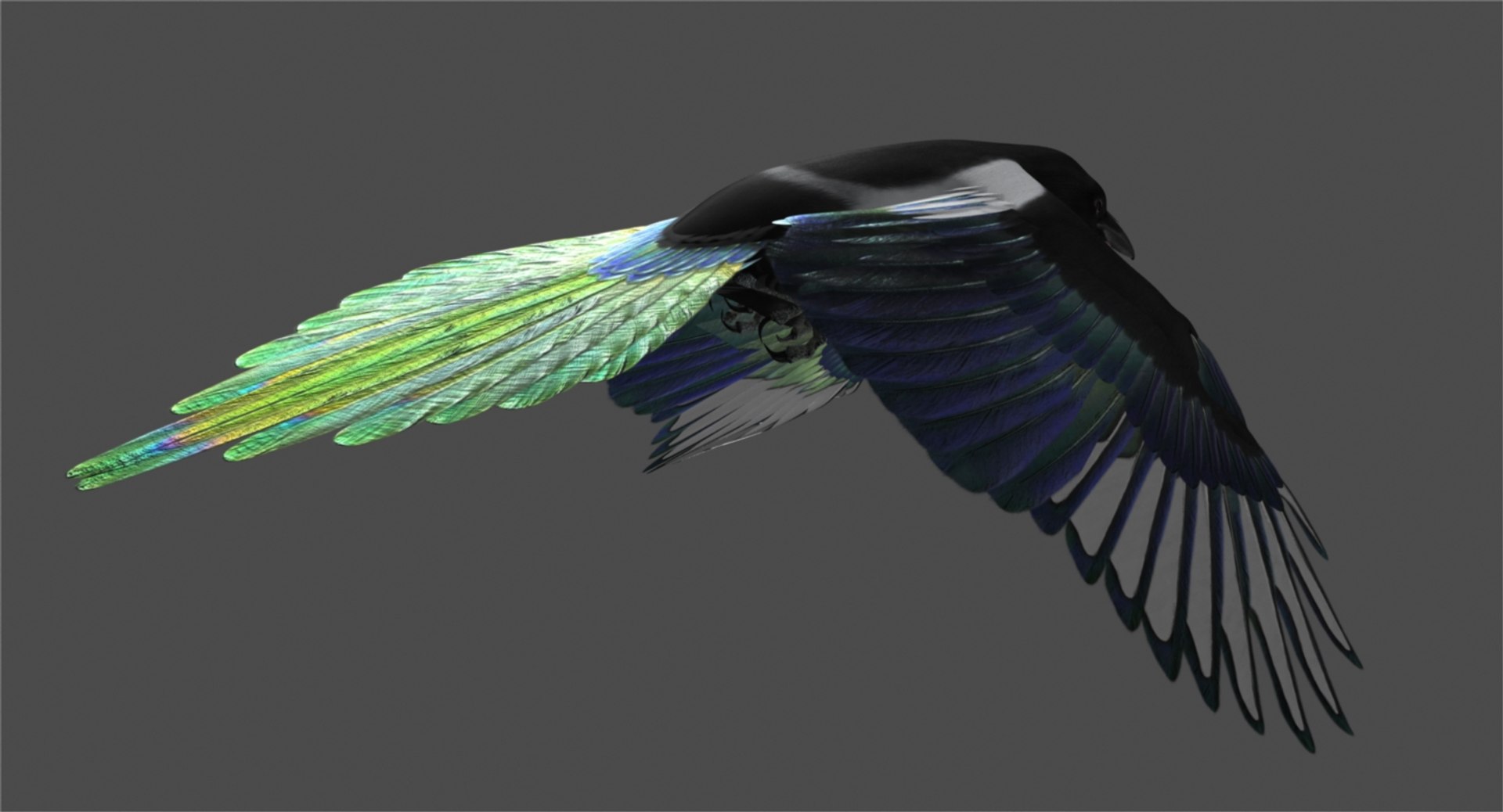obj black-billed magpie animation