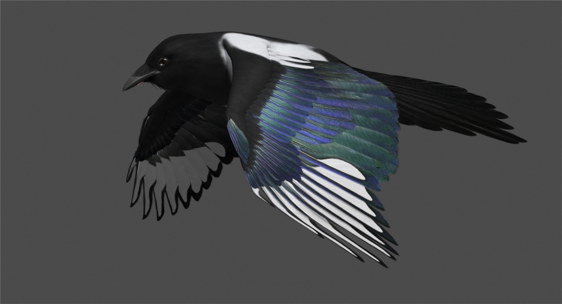 obj black-billed magpie animation