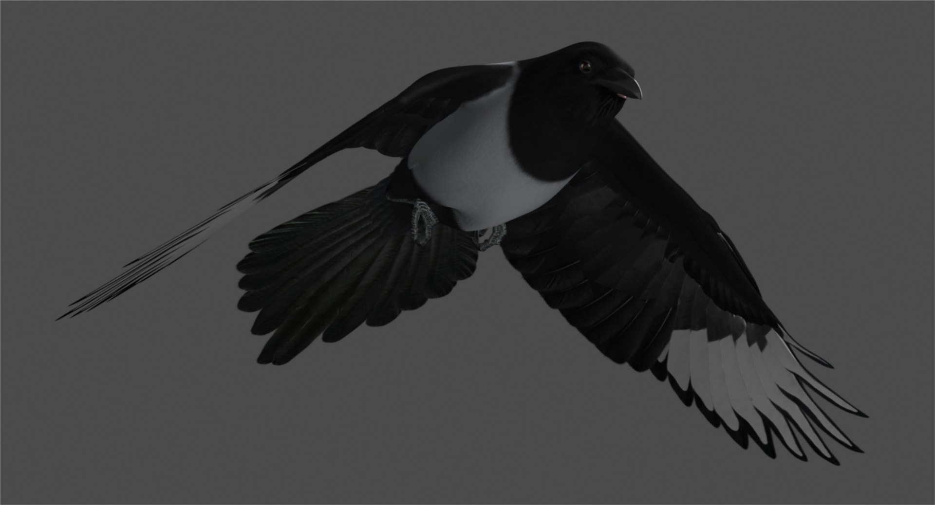 obj black-billed magpie animation