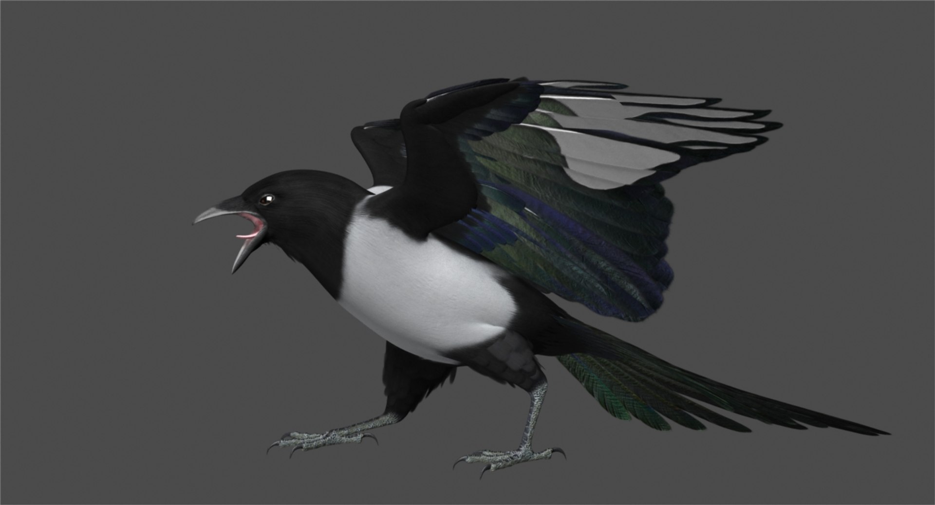 Obj Black-billed Magpie Animation