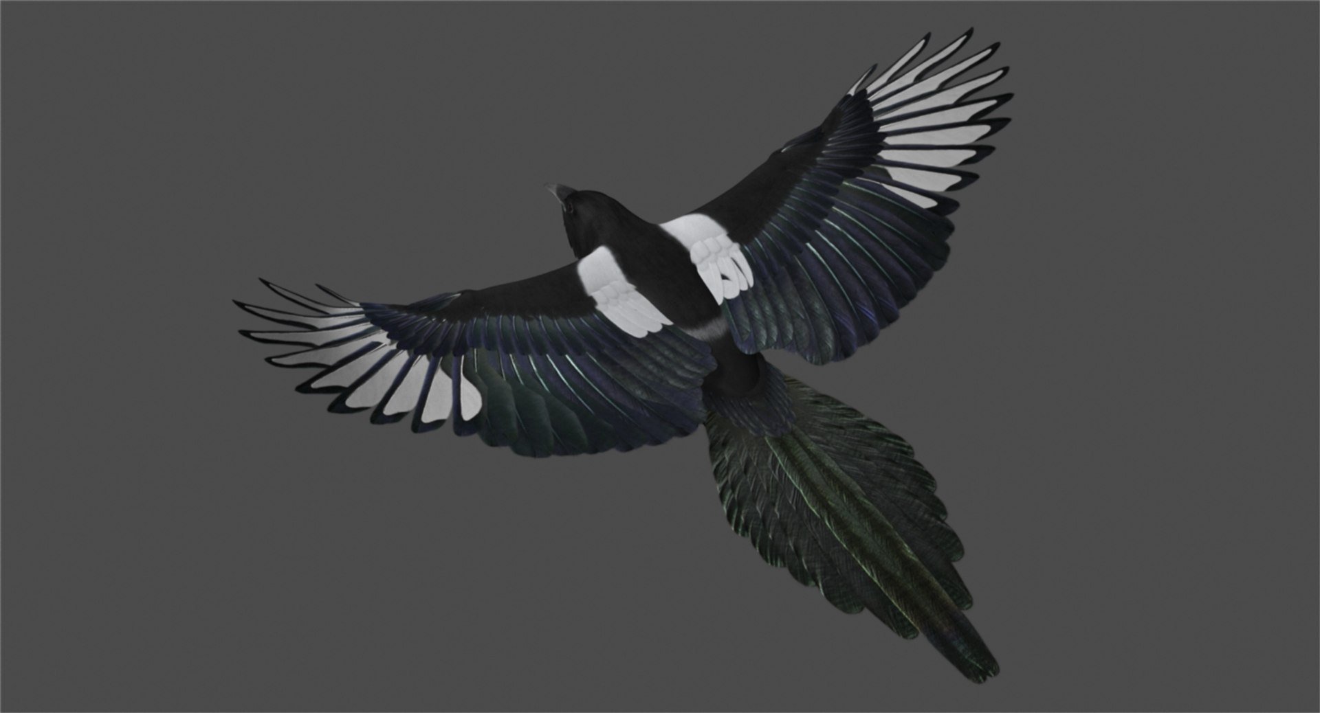 Obj Black-billed Magpie Animation