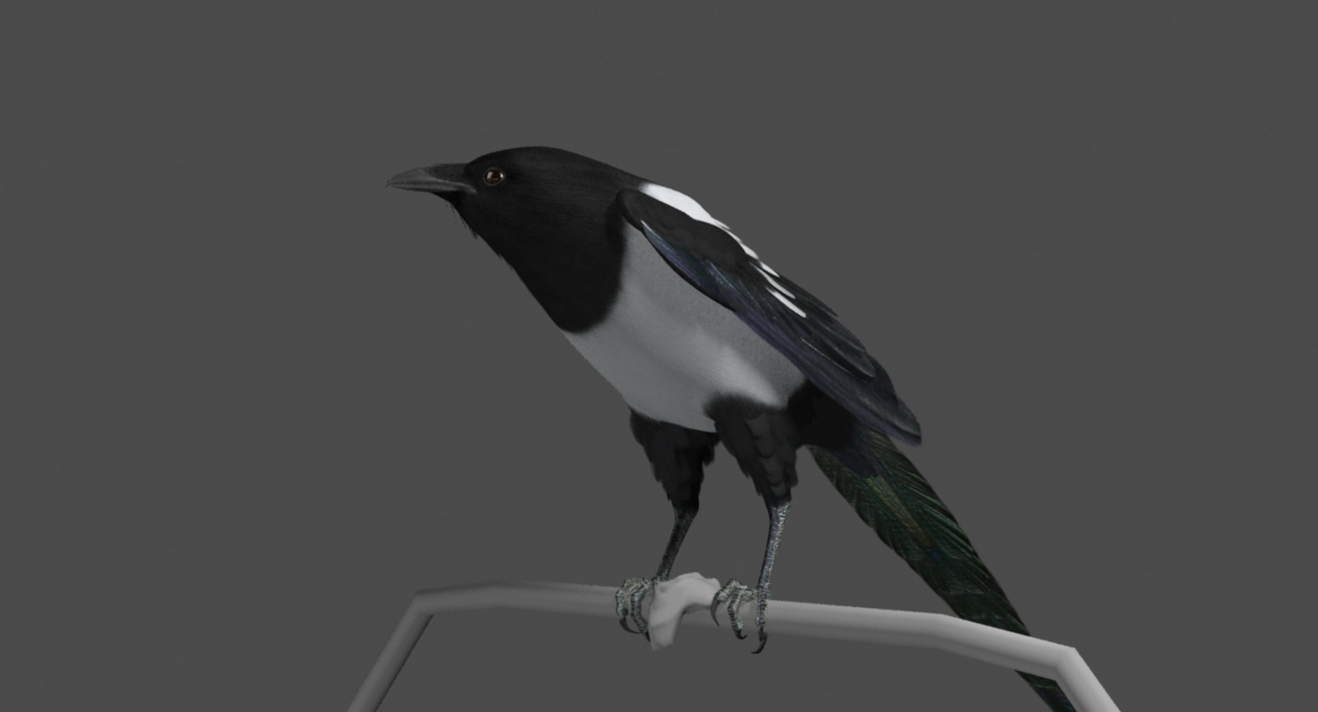 Obj Black-billed Magpie Animation