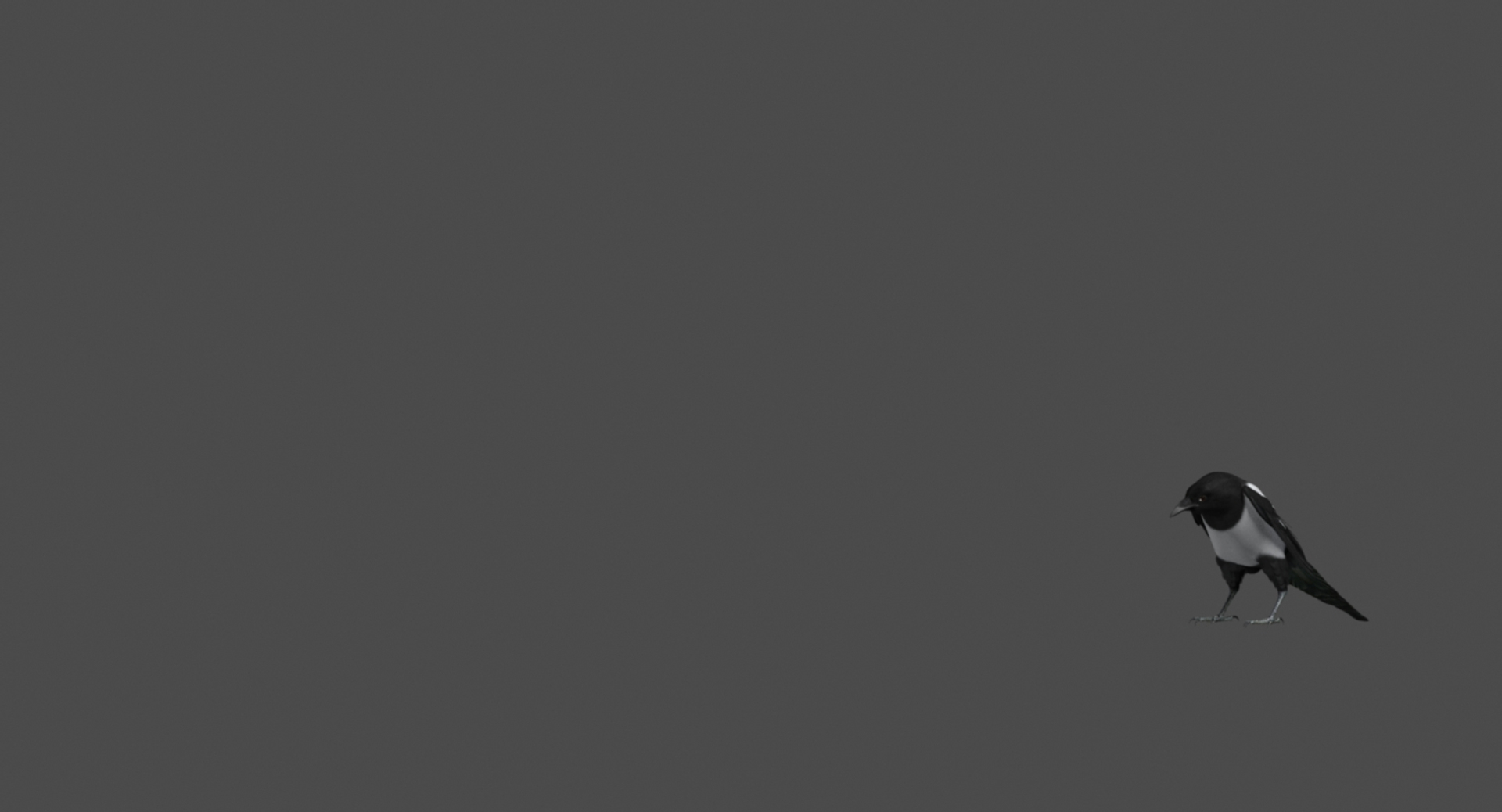 Obj Black-billed Magpie Animation