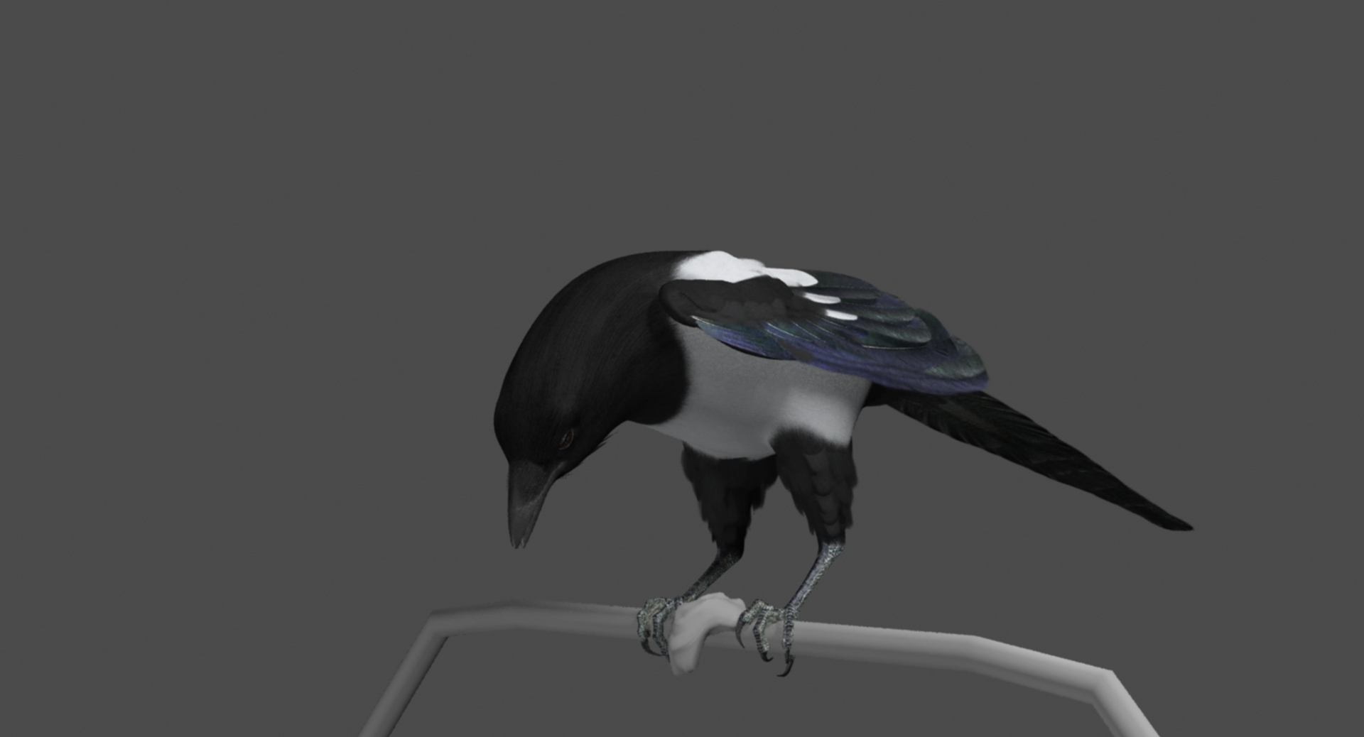 Obj Black-billed Magpie Animation
