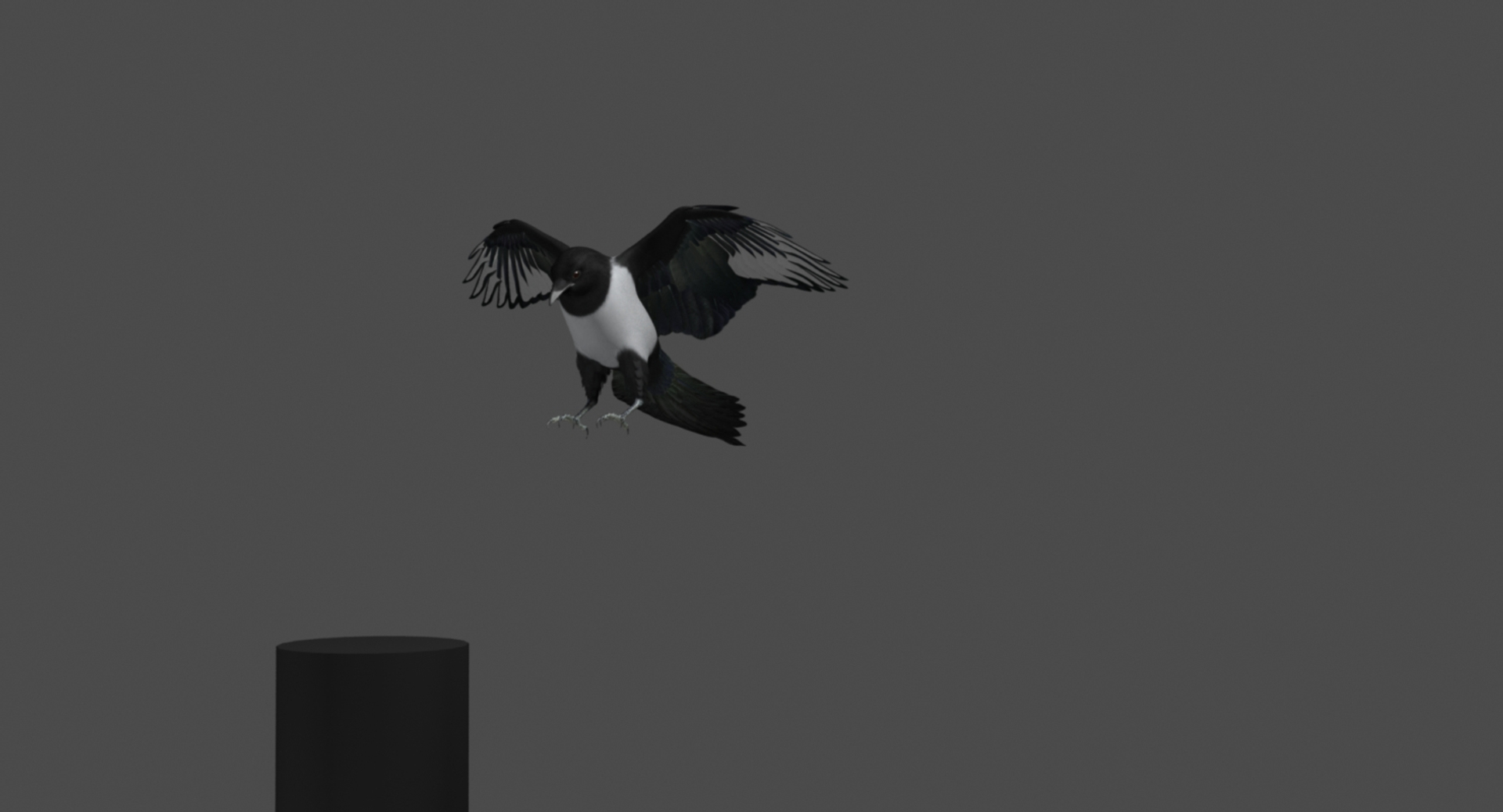 Obj Black-billed Magpie Animation