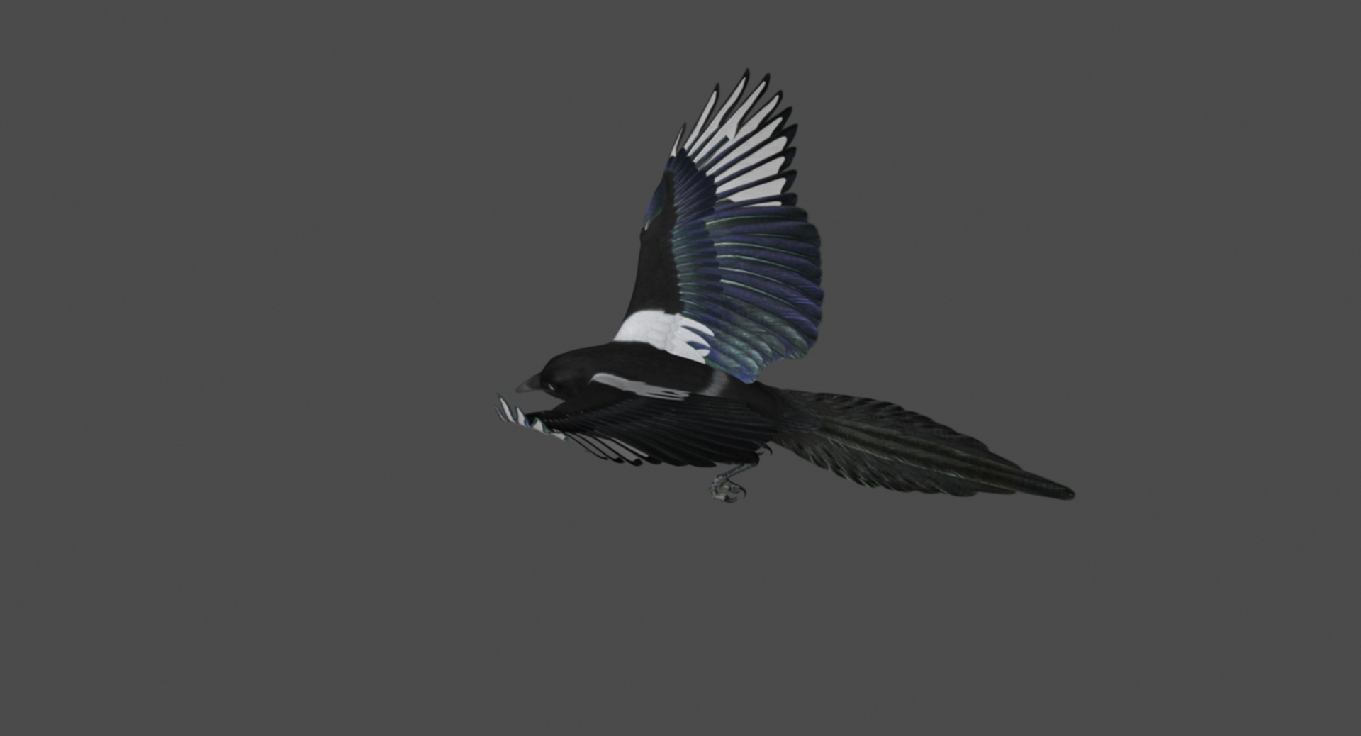 Obj Black-billed Magpie Animation