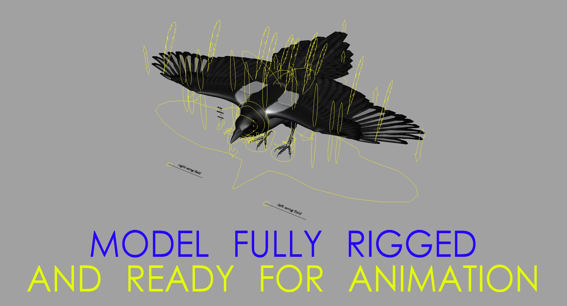 Obj Black-billed Magpie Animation