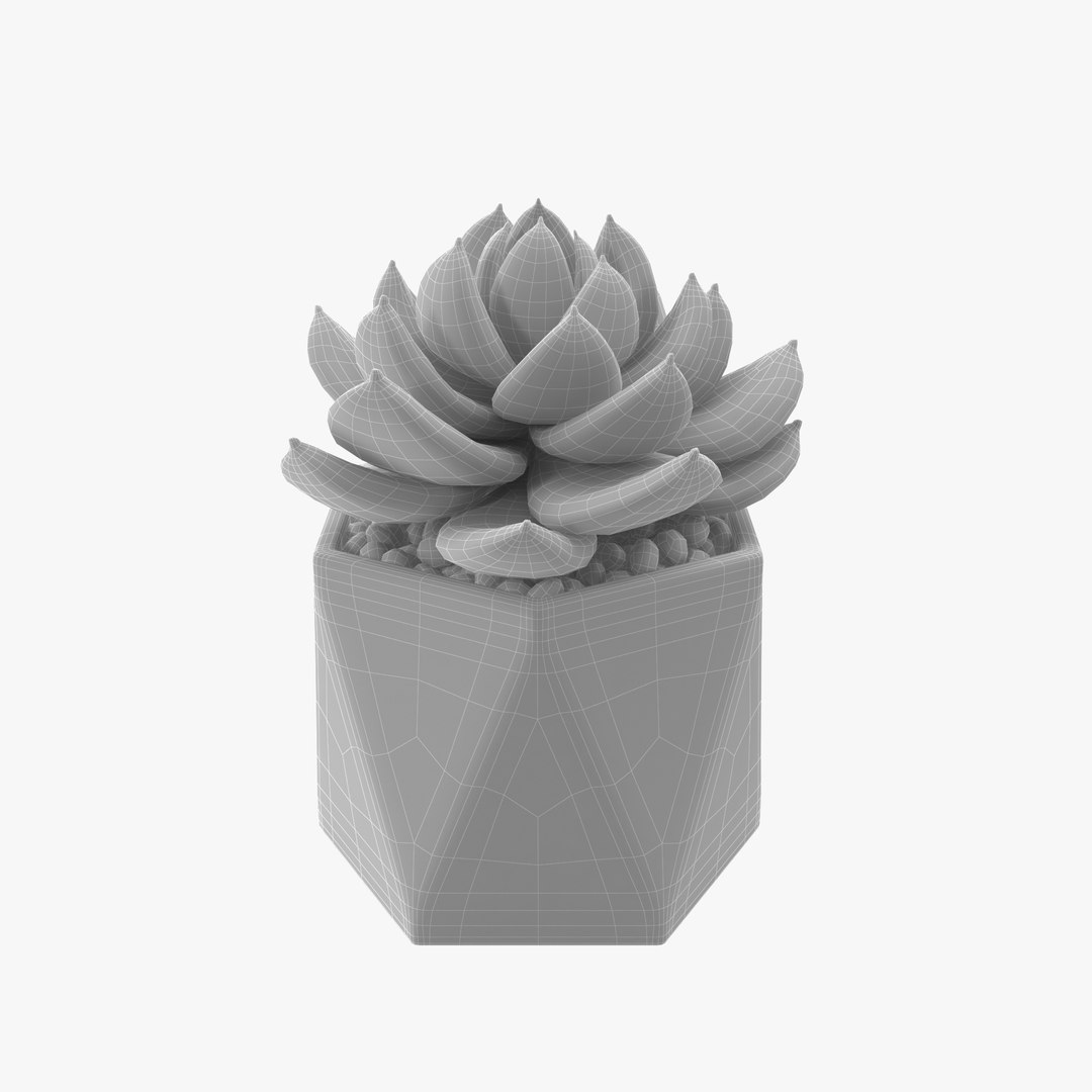 3D succulent plant - TurboSquid 1577557
