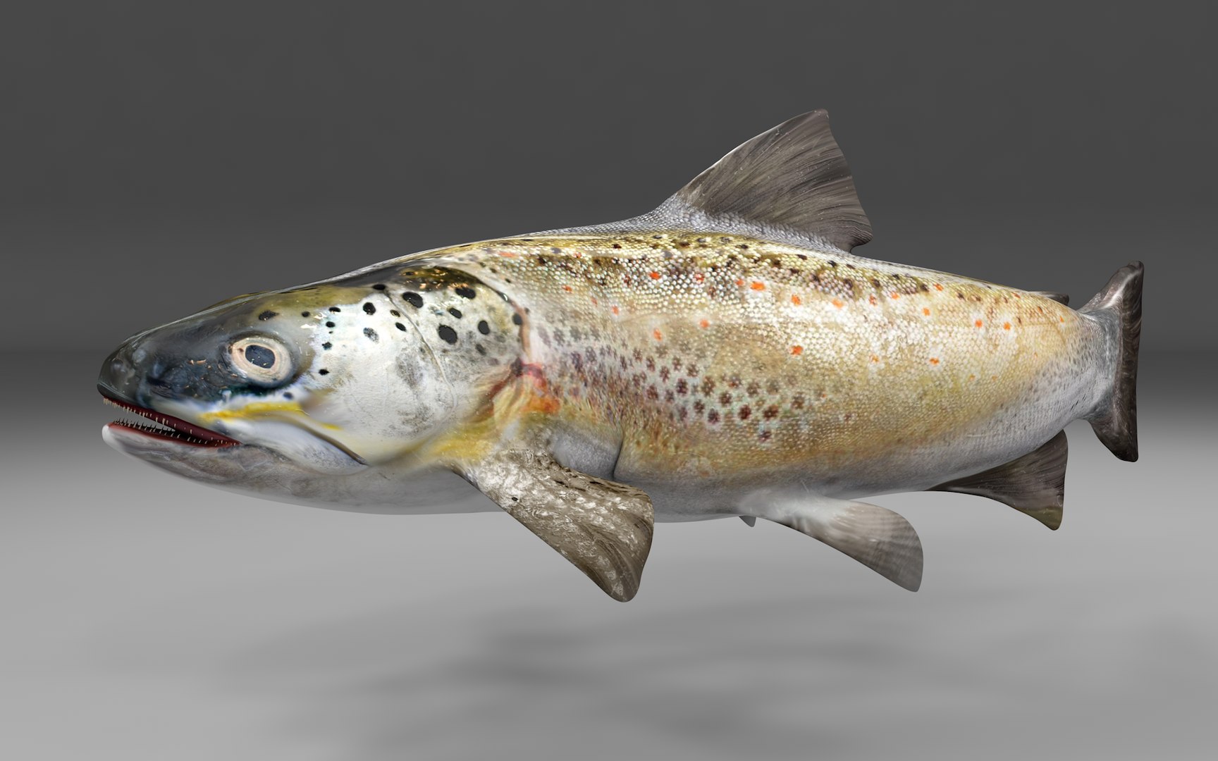 3D Model TROUT L1738 - TurboSquid 2067020