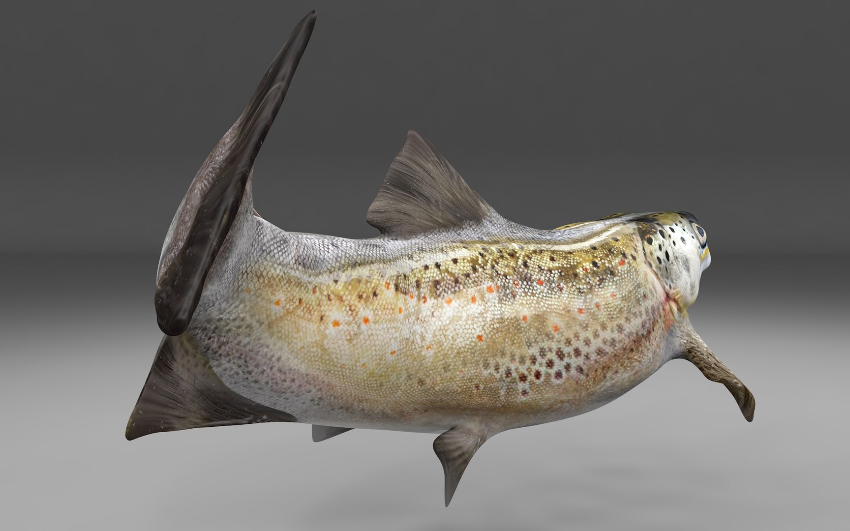 3D Model TROUT L1738 - TurboSquid 2067020