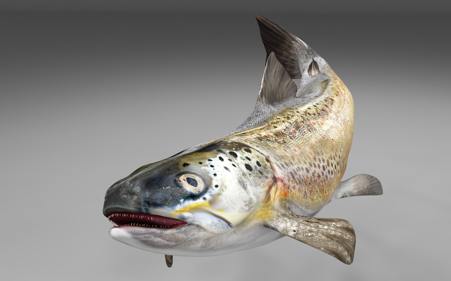 3D Model TROUT L1738 - TurboSquid 2067020