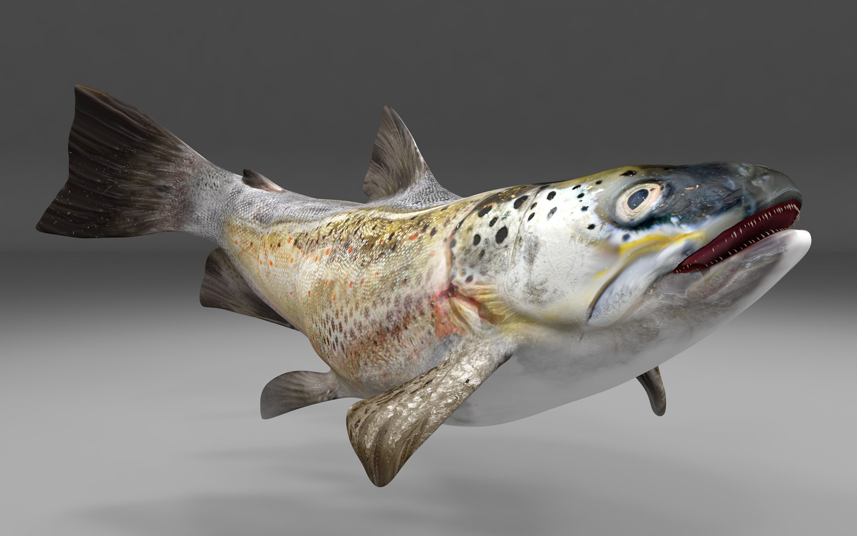 3D Model TROUT L1738 - TurboSquid 2067020