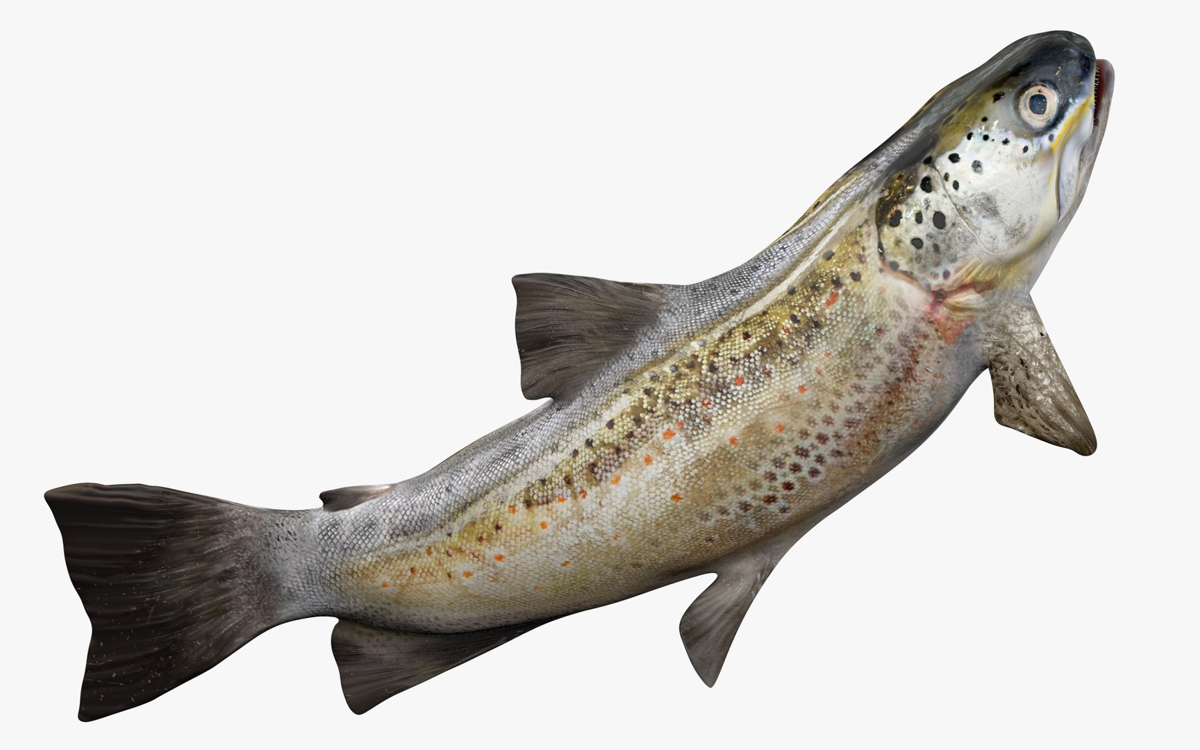 3D Model TROUT L1738 - TurboSquid 2067020