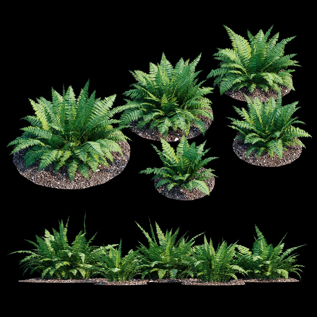 3D Model Fern Plant Bush - TurboSquid 1549876