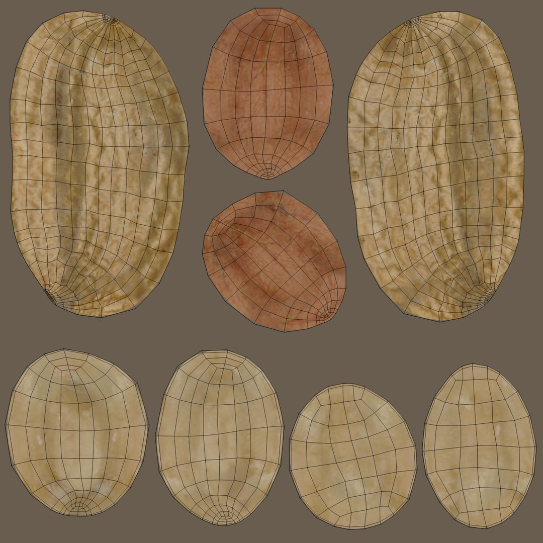 Peanut Husk Model - TurboSquid 1240152