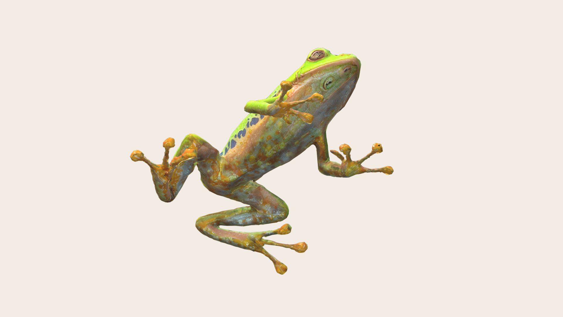 3D Splendid Leaf Frog Model - TurboSquid 2282855
