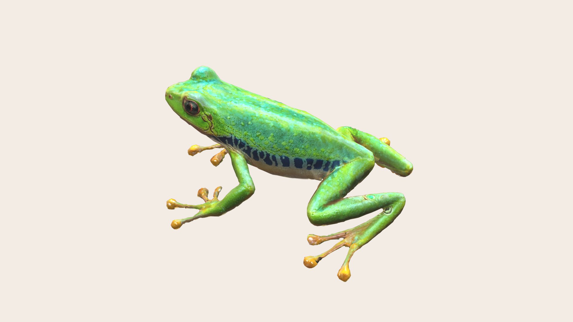3D Splendid Leaf Frog Model - TurboSquid 2282855